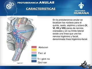 Puente tronco-encefálico, puente de Varolio o protuberancia anular | PPT