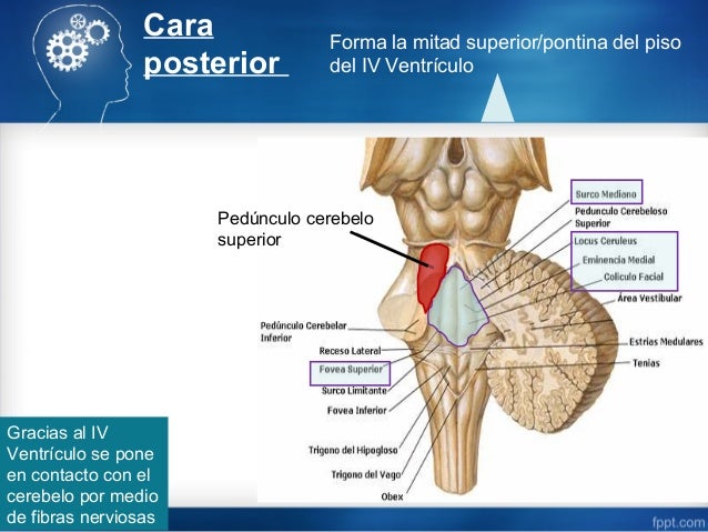 Puente tronco-encefálico, puente de Varolio o protuberancia anular