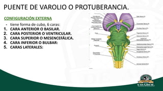 PUENTE.pdf