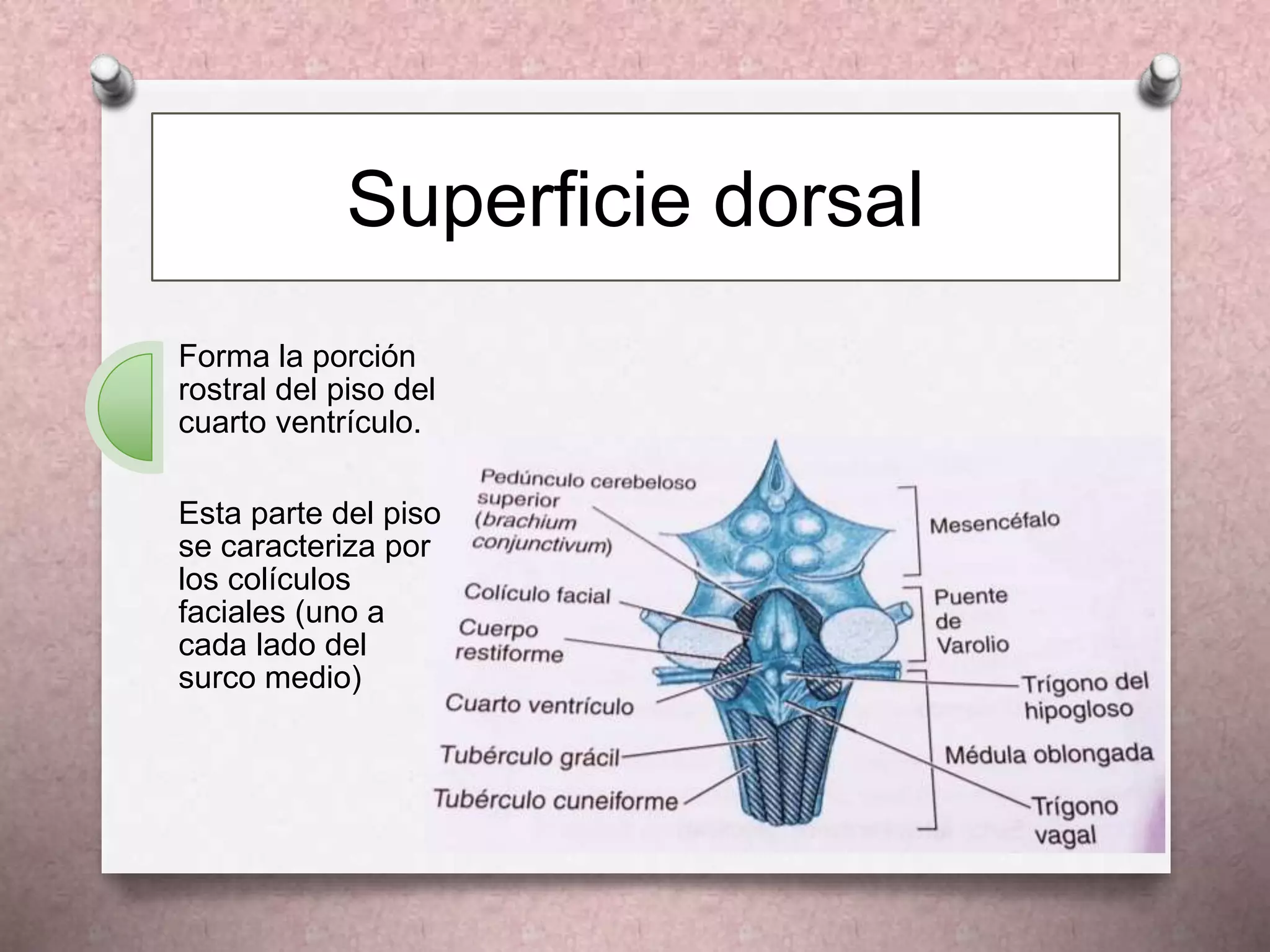 Anatomía Del Puente De Varolio Sistema Nervioso Central Wikipedia,