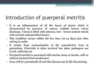 Puerperal metritis in cattle presentation.pptx