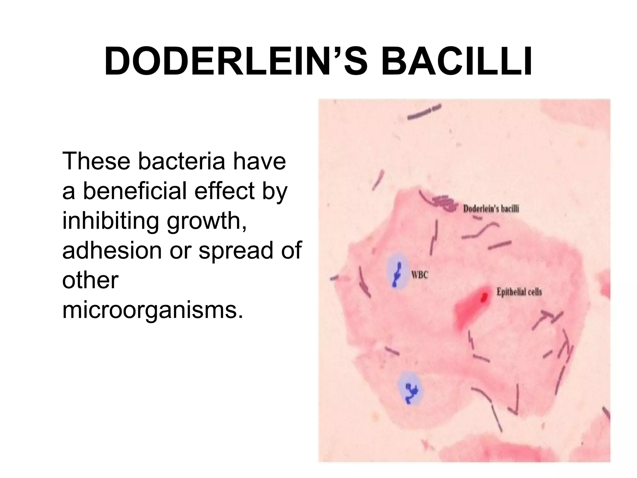 Puerperal sepsis | PPT