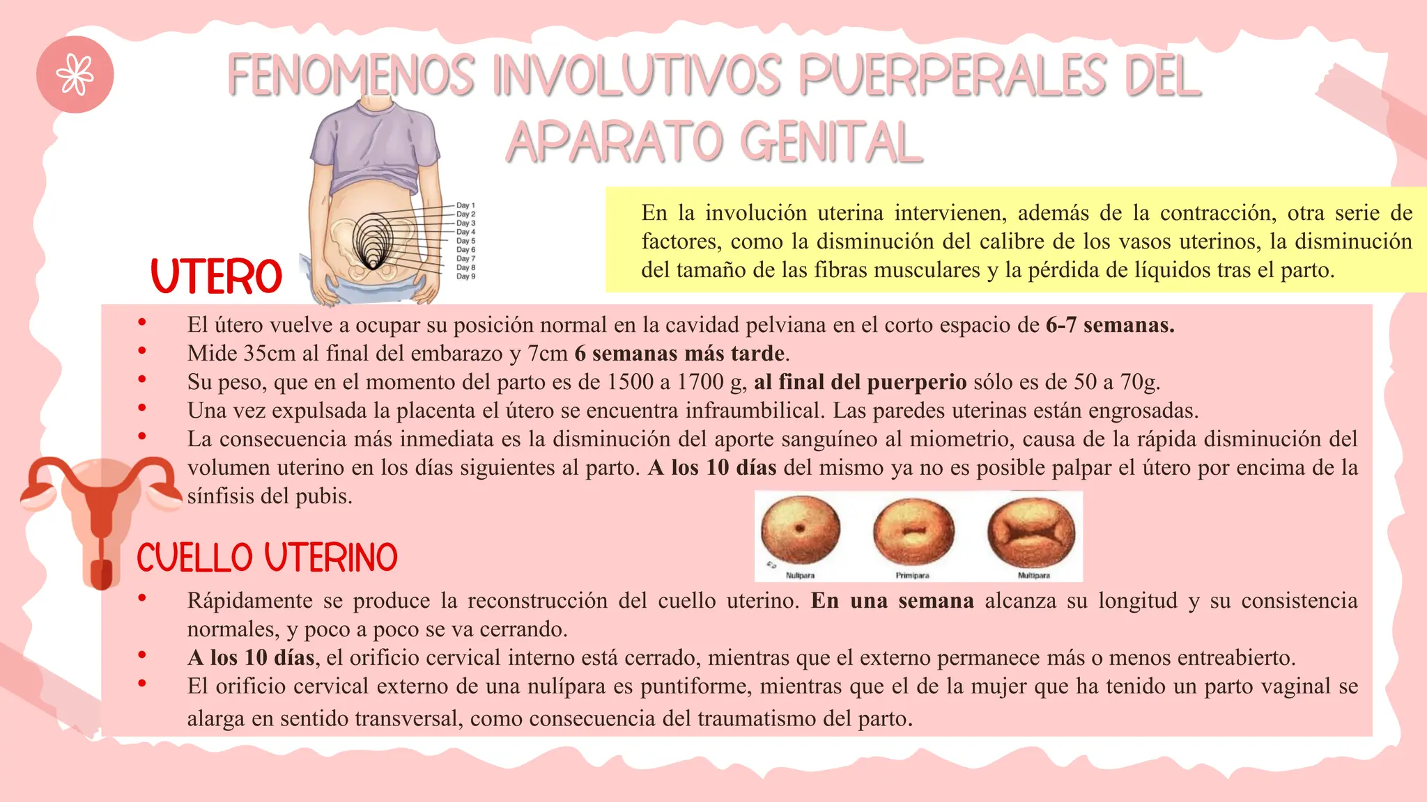 GENERALIDADES DEL PUERPERIO ....... .... | PDF