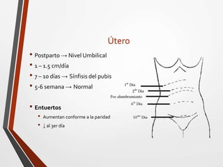 Puerperio fisiológico | PPTX