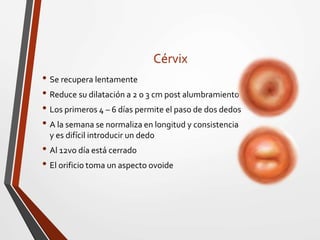 Puerperio fisiológico | PPTX