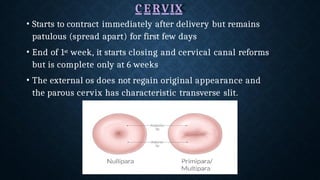 puerperium_and_breast_feeding after pregnancy ( postpartum) | PPTX