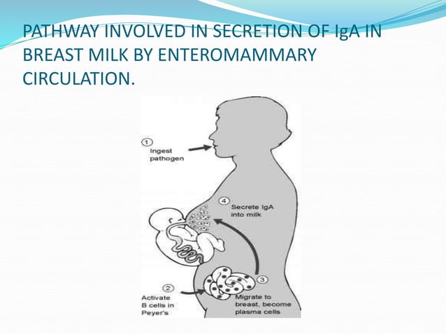Puerperium and lactation | PPTX | Pregnancy | Reproductive Health