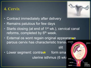 Puerperium(sreelakshmi) | PPTX
