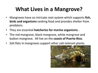 Puerto Rico Mangroves | PPTX