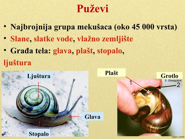 Puževi | PPT