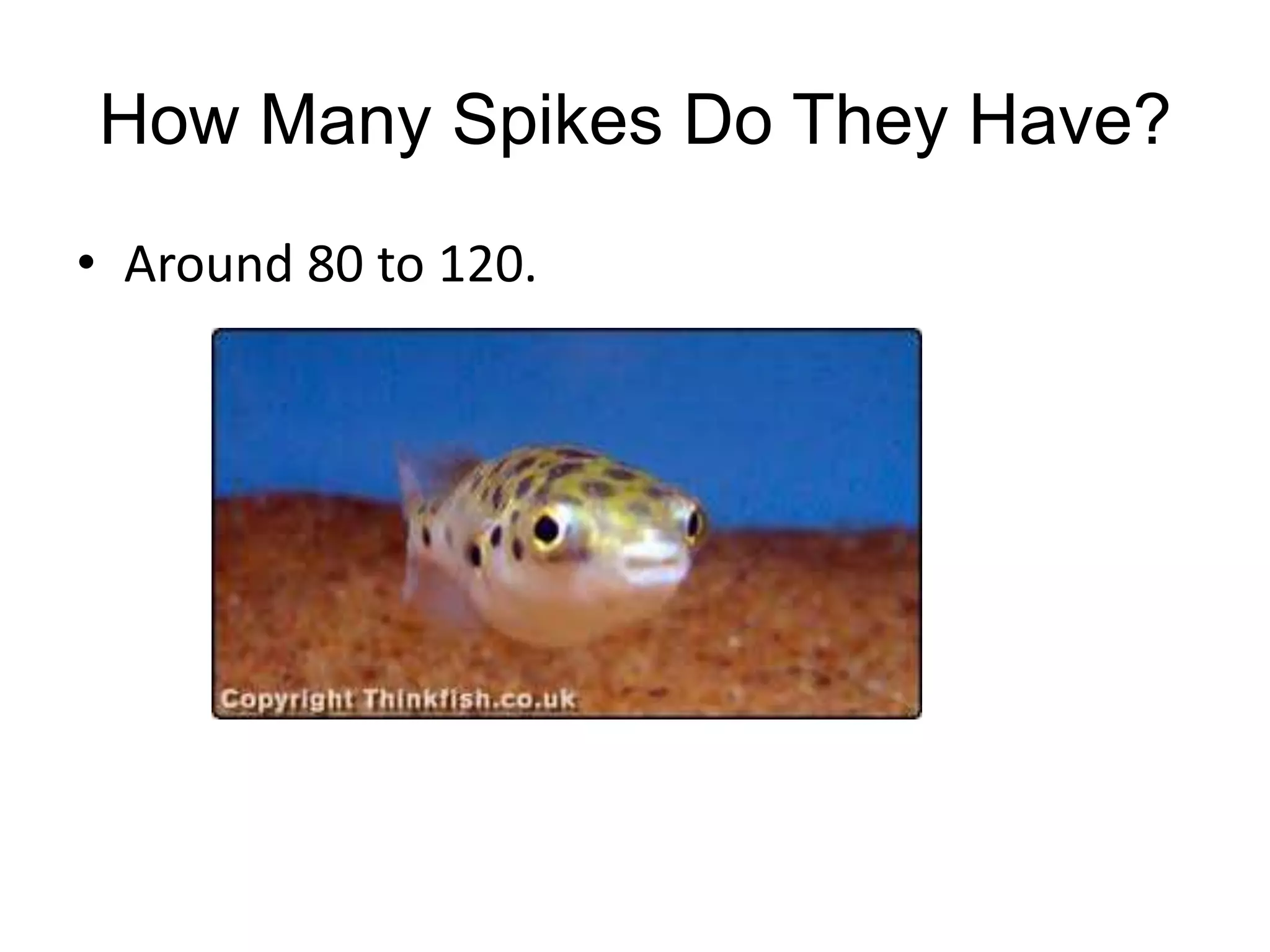 Puffer fish beep lexi and me | PPTX