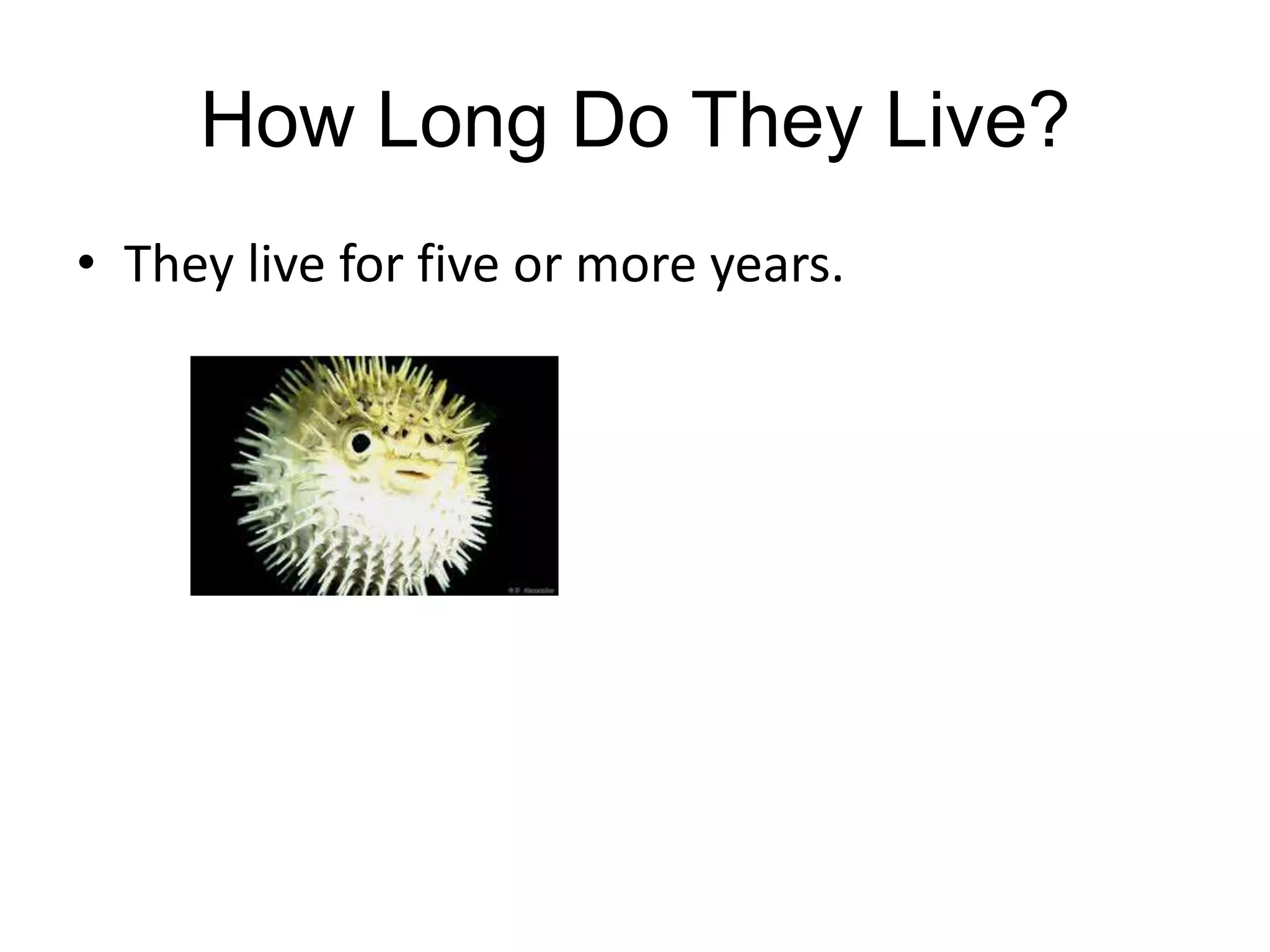 Puffer fish beep lexi and me | PPTX