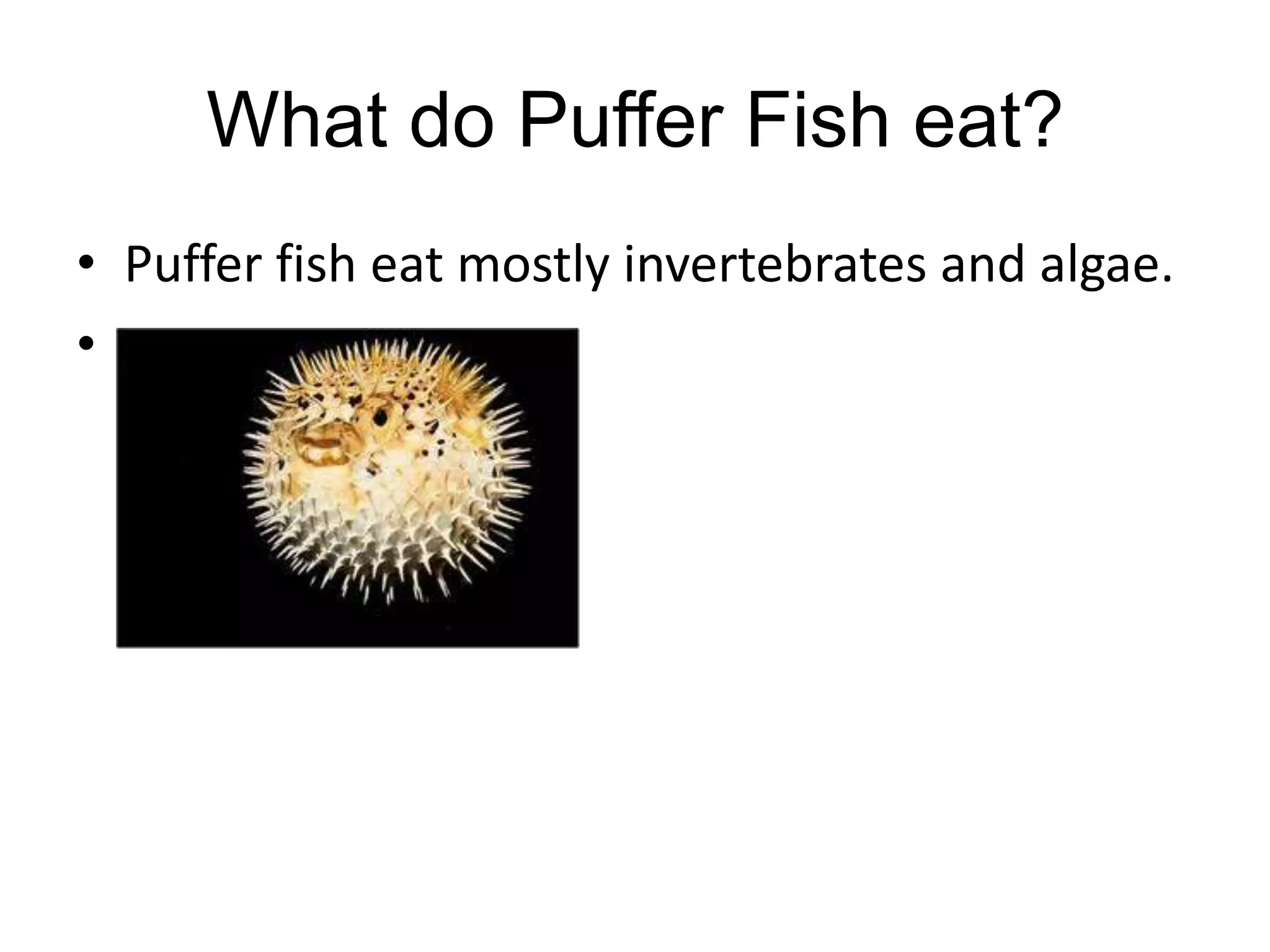 Puffer fish beep lexi and me | PPTX