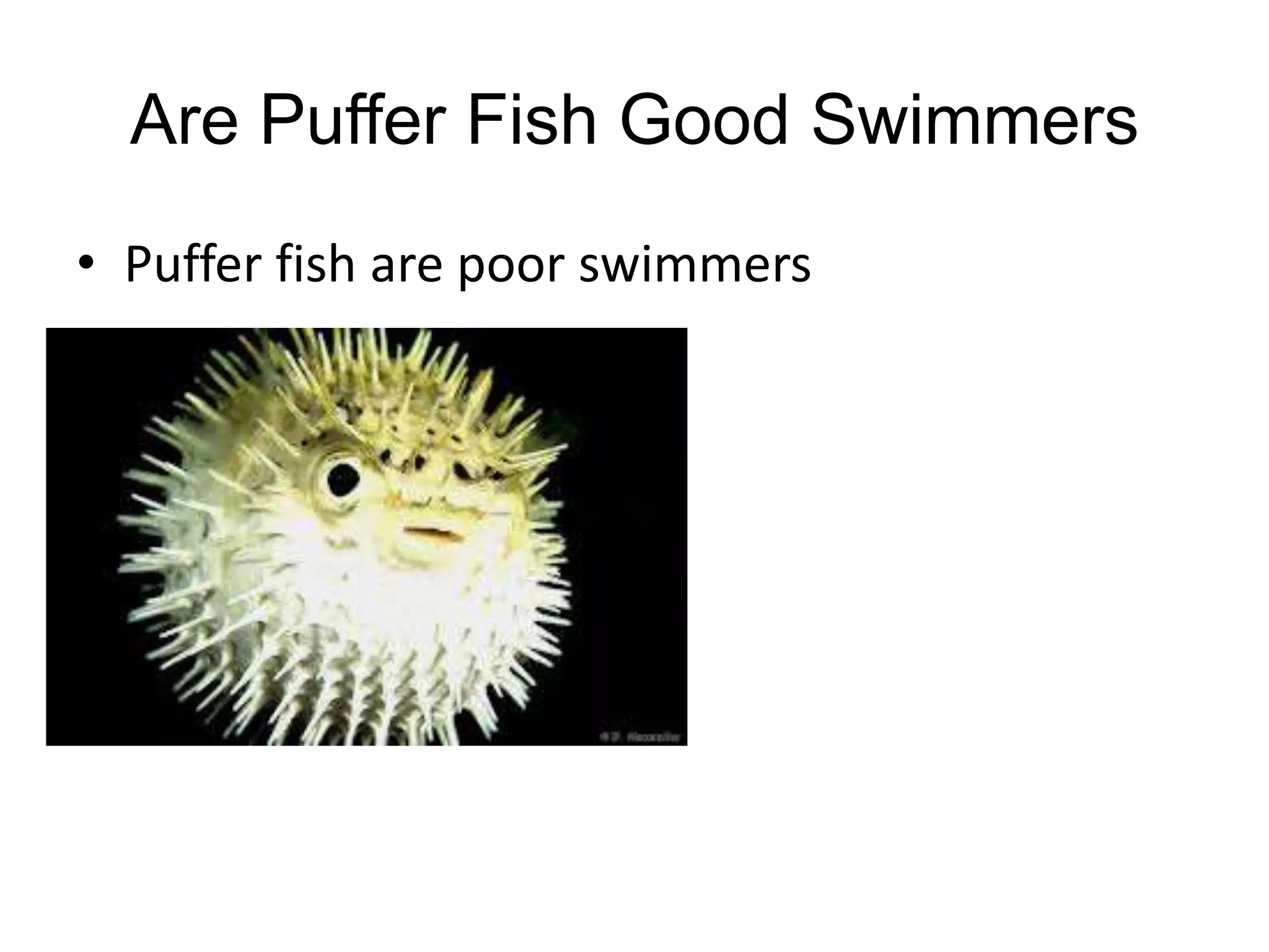 Puffer fish beep lexi and me | PPTX
