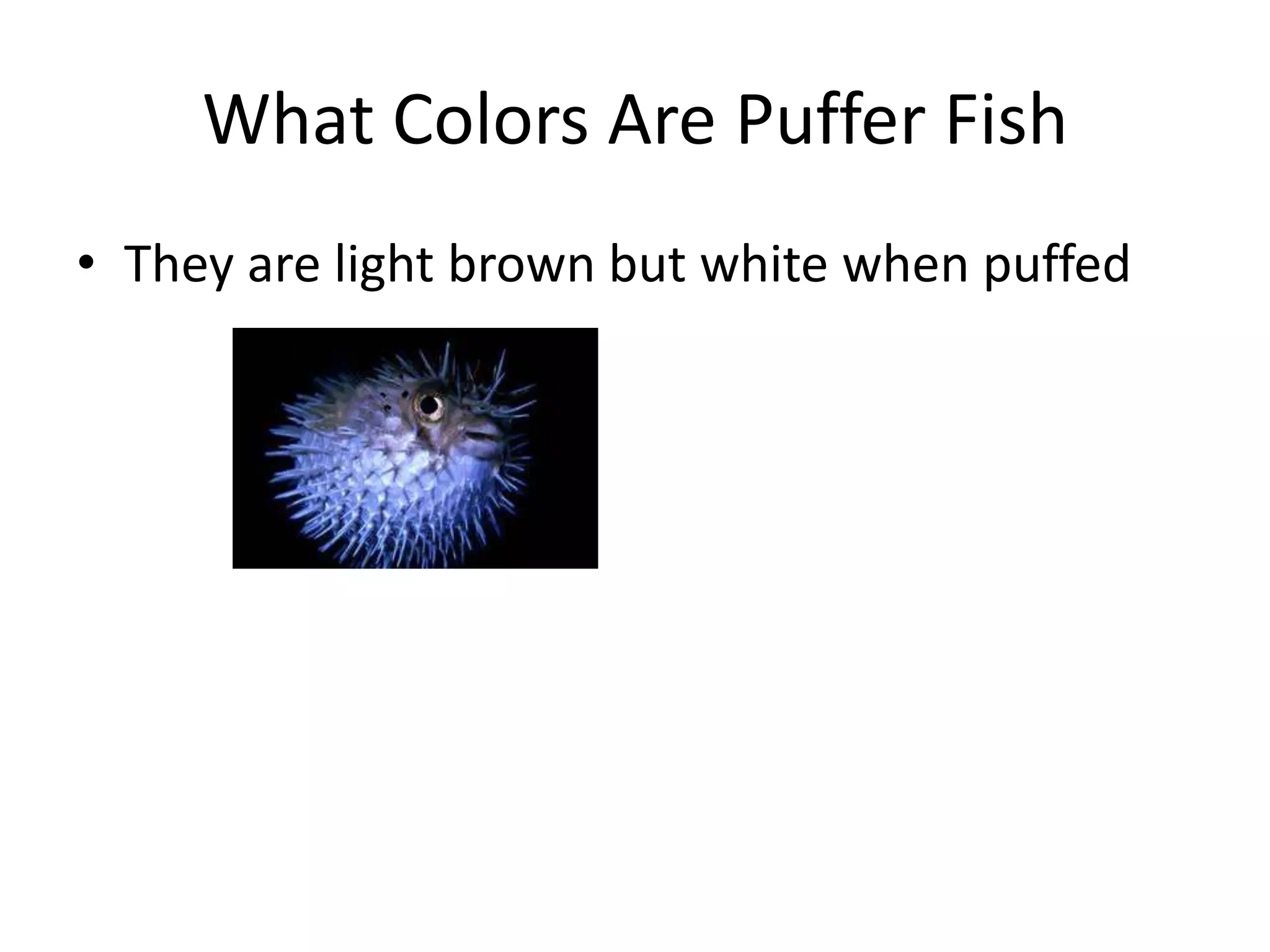 Puffer fish beep lexi and me | PPTX