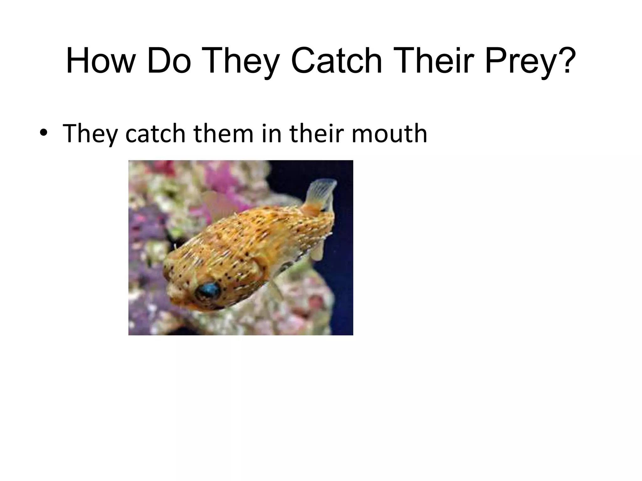 Puffer fish beep lexi and me | PPTX