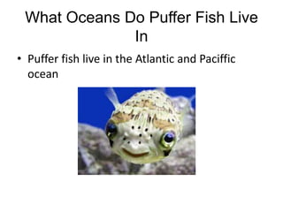 Puffer fish beep lexi and me | PPTX