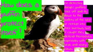 Puffin | PPTX