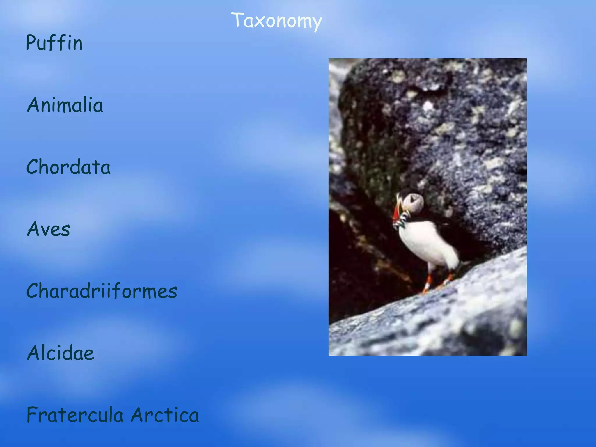 Puffin period 4 projectt | PPTX