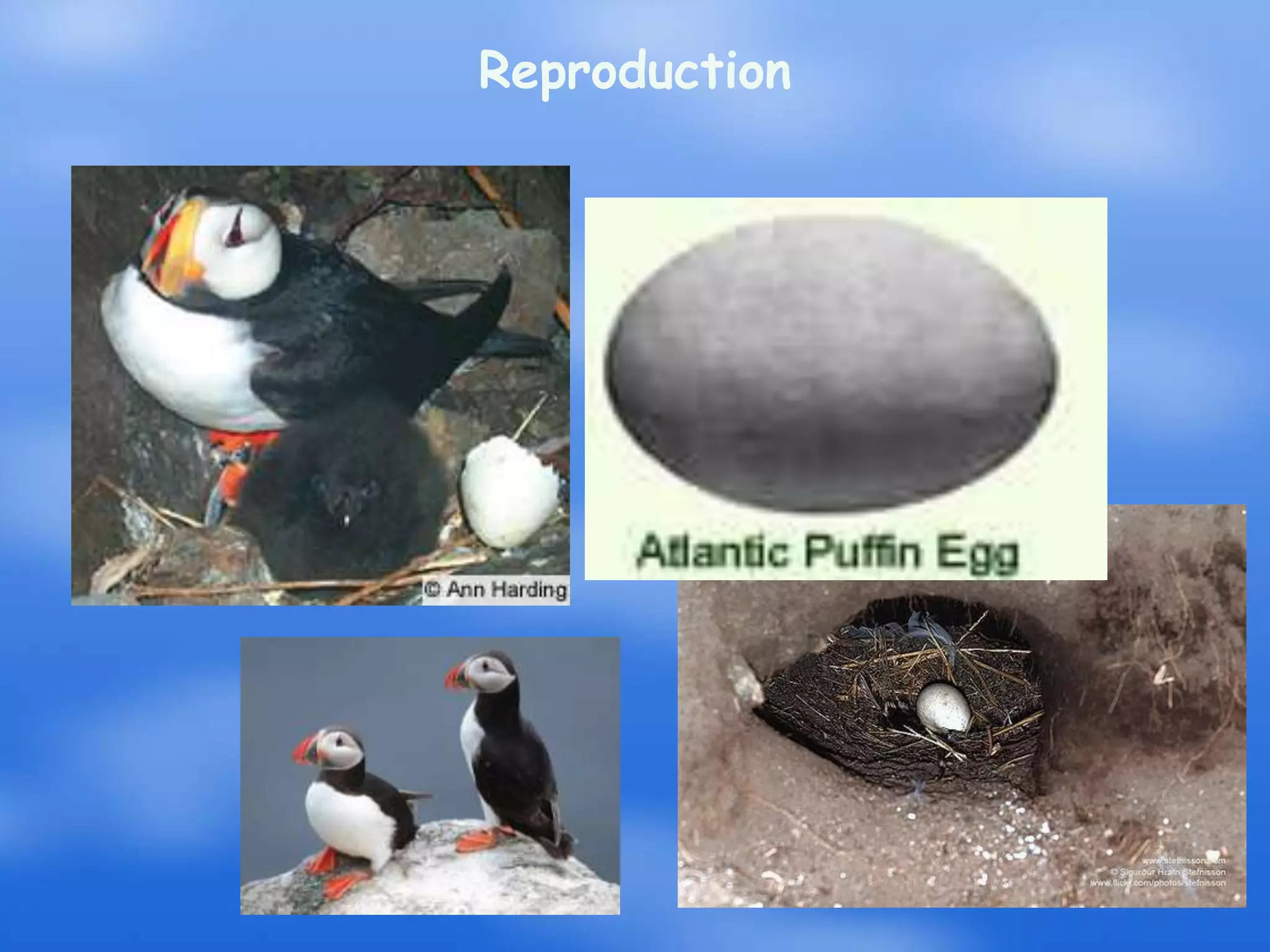 Puffin period 4 projectt | PPTX