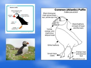 Puffin period 4 projectt | PPTX