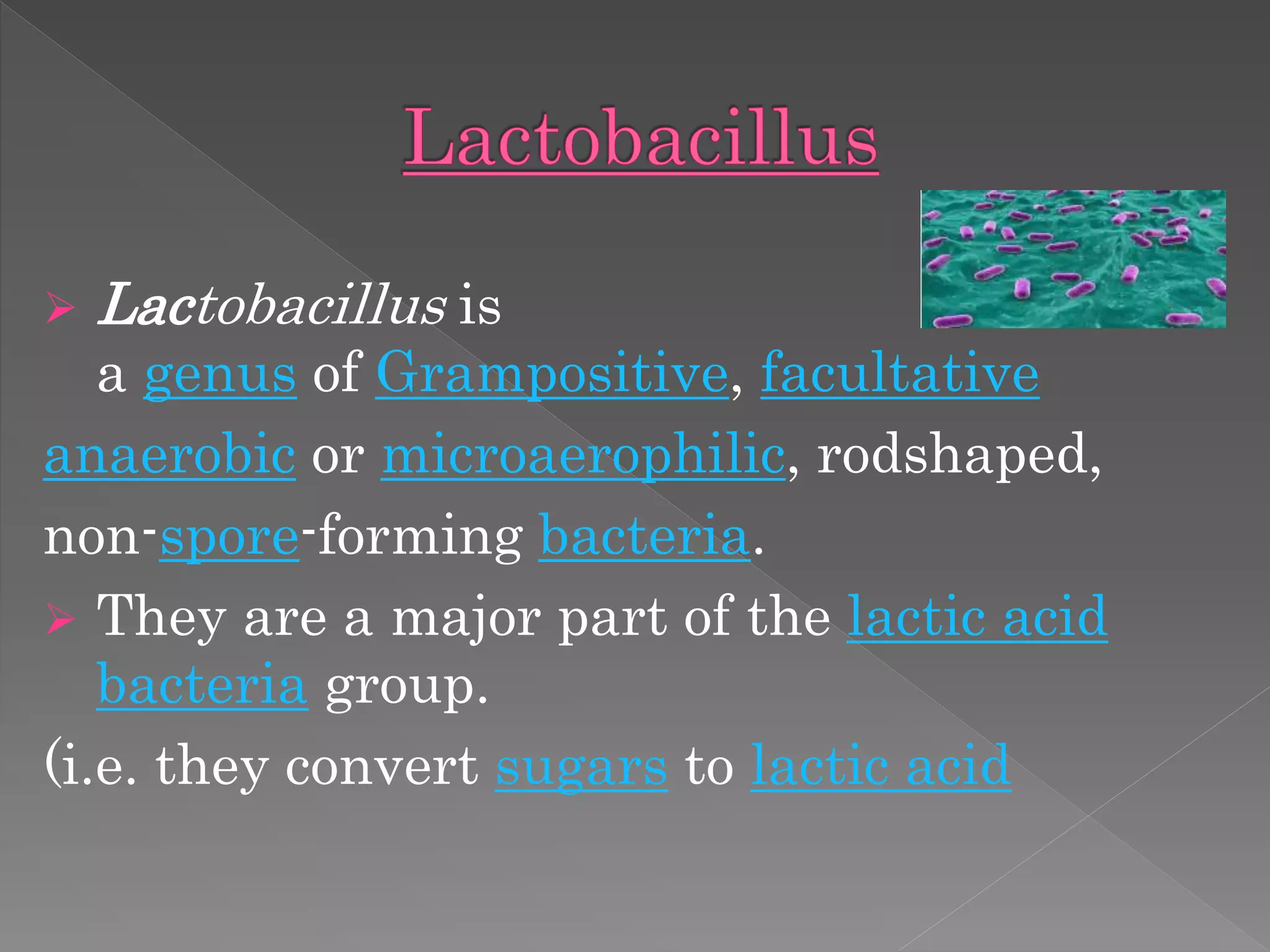 Lactobacilli- Homo and Hetero lactic acid Fermentation and its ...