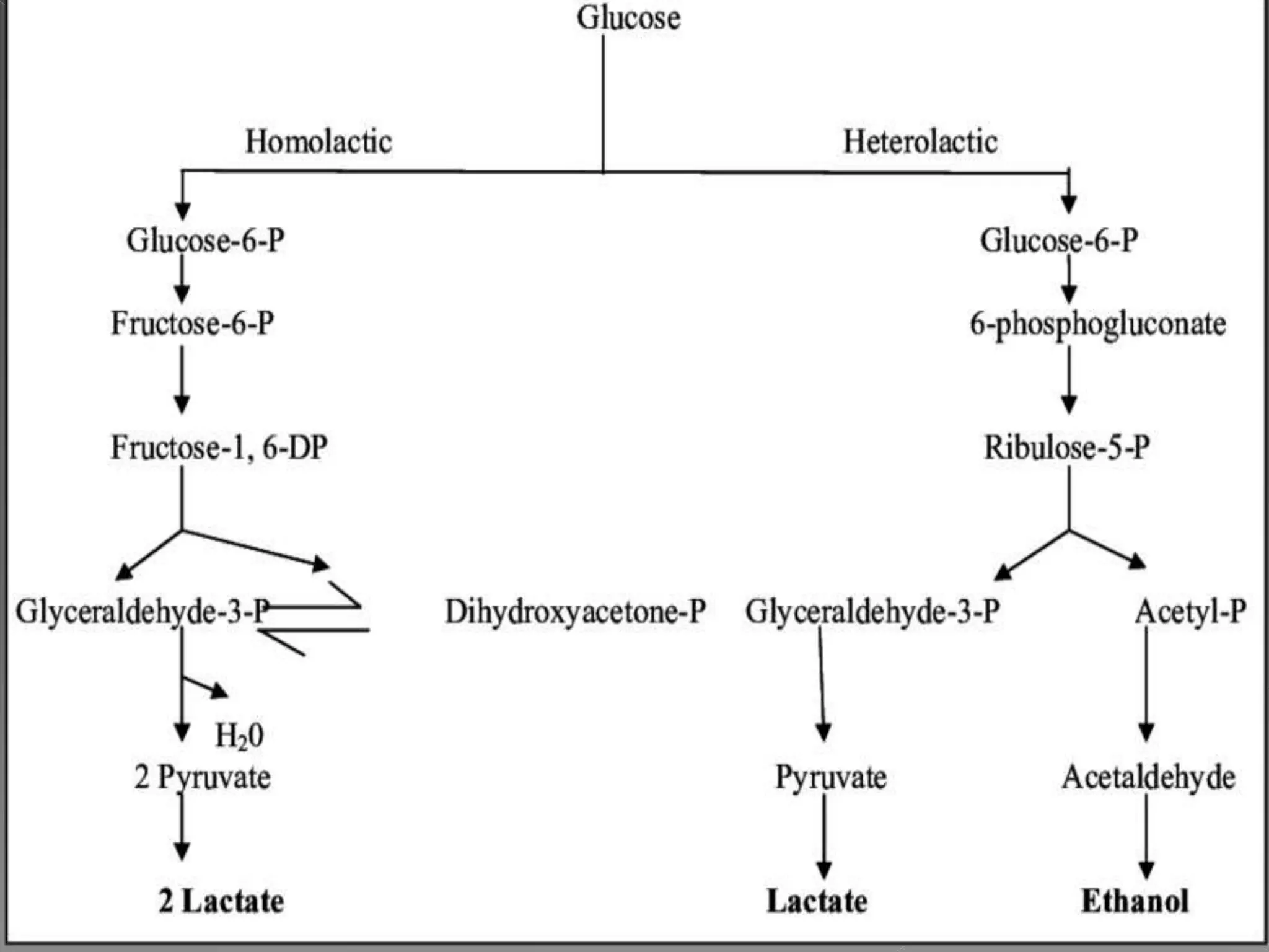 Lactobacilli- Homo and Hetero lactic acid Fermentation and its ...