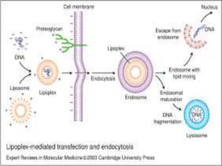 DNA lipofection - Efficiency in invitro and invivo transfection | PPT