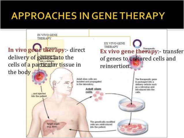 DNA lipofection - Efficiency in invitro and invivo transfection | PPT