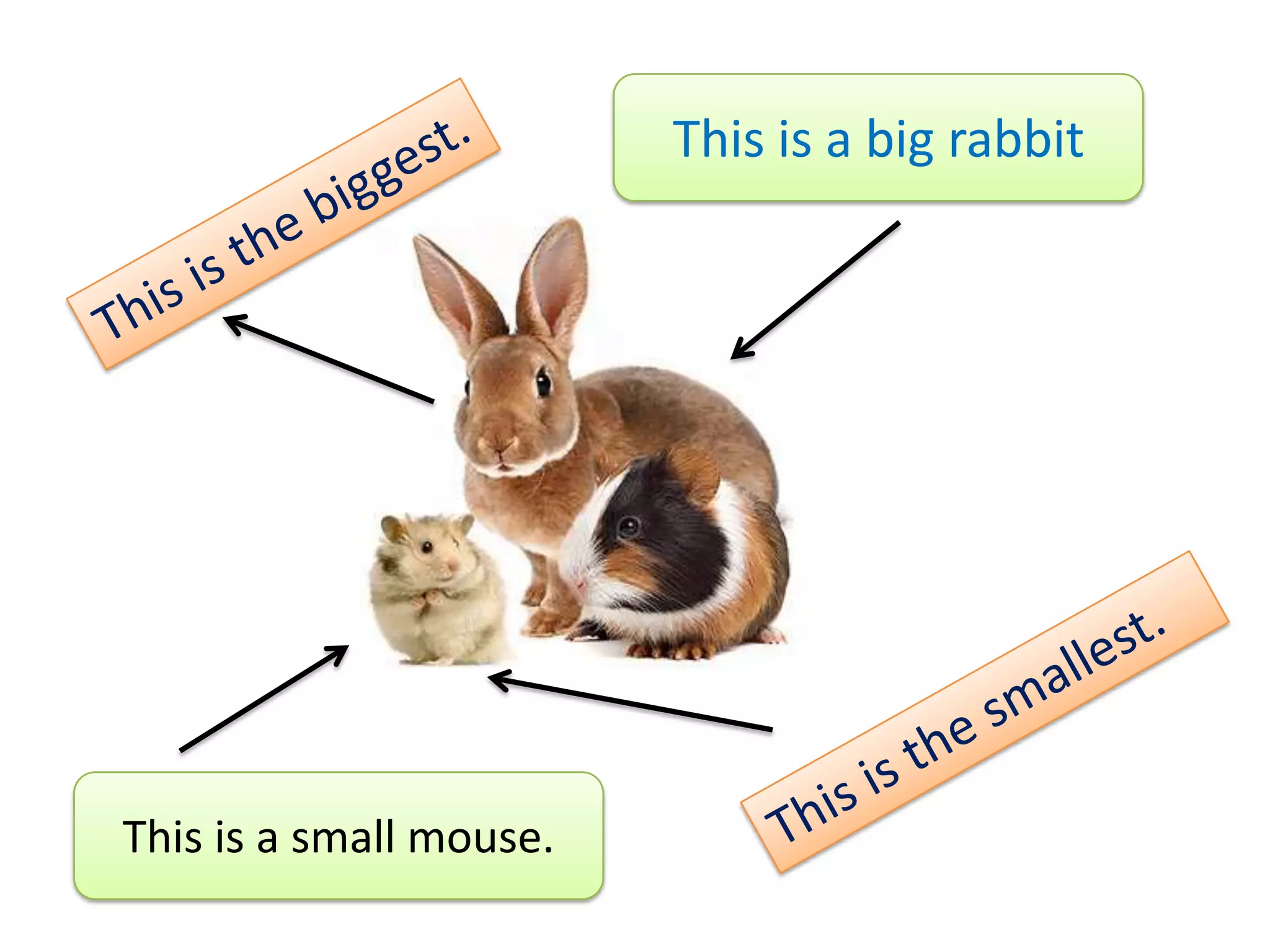 Pugi pugi lessson | PPT