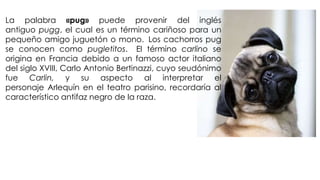 Pugs (2) | PPTX