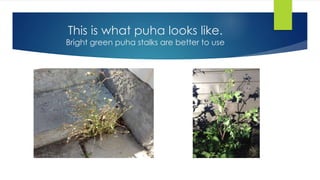 Puha ppt | PPT