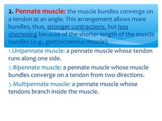 Myology ppt | PPT