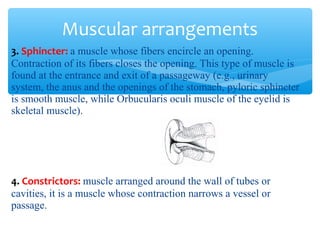 Myology ppt | PPT