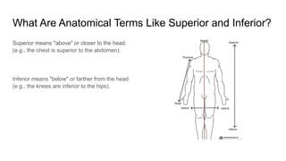 anatomical terms (superior & inferior) by M.pujitha | PPTX