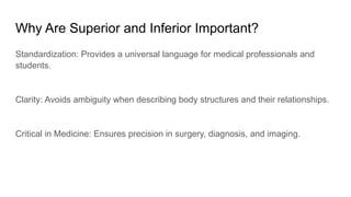 anatomical terms (superior & inferior) by M.pujitha | PPT