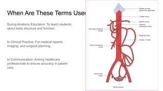 anatomical terms (superior & inferior) by M.pujitha | PPTX