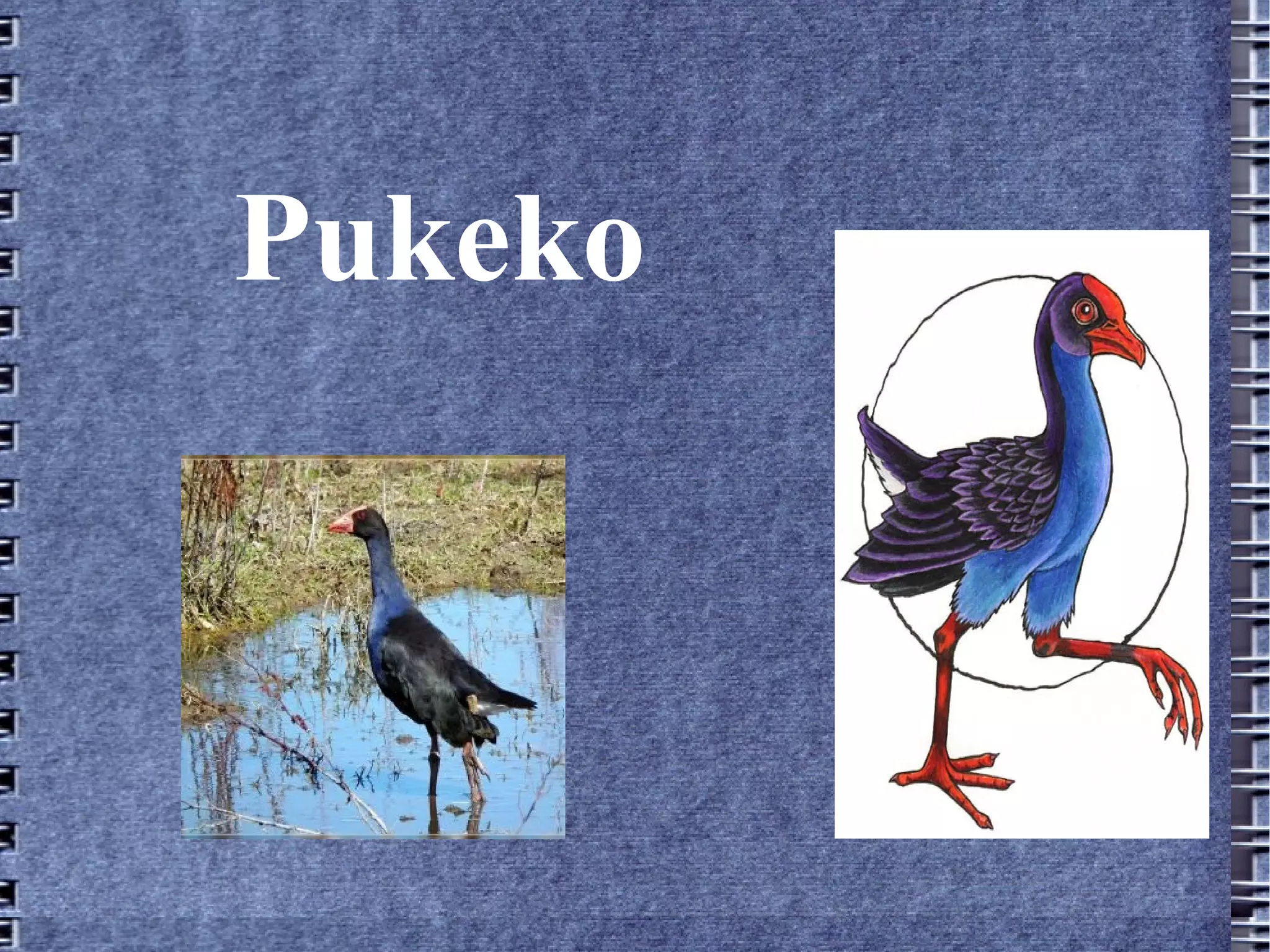 Pukeko, By Bahar | PPT