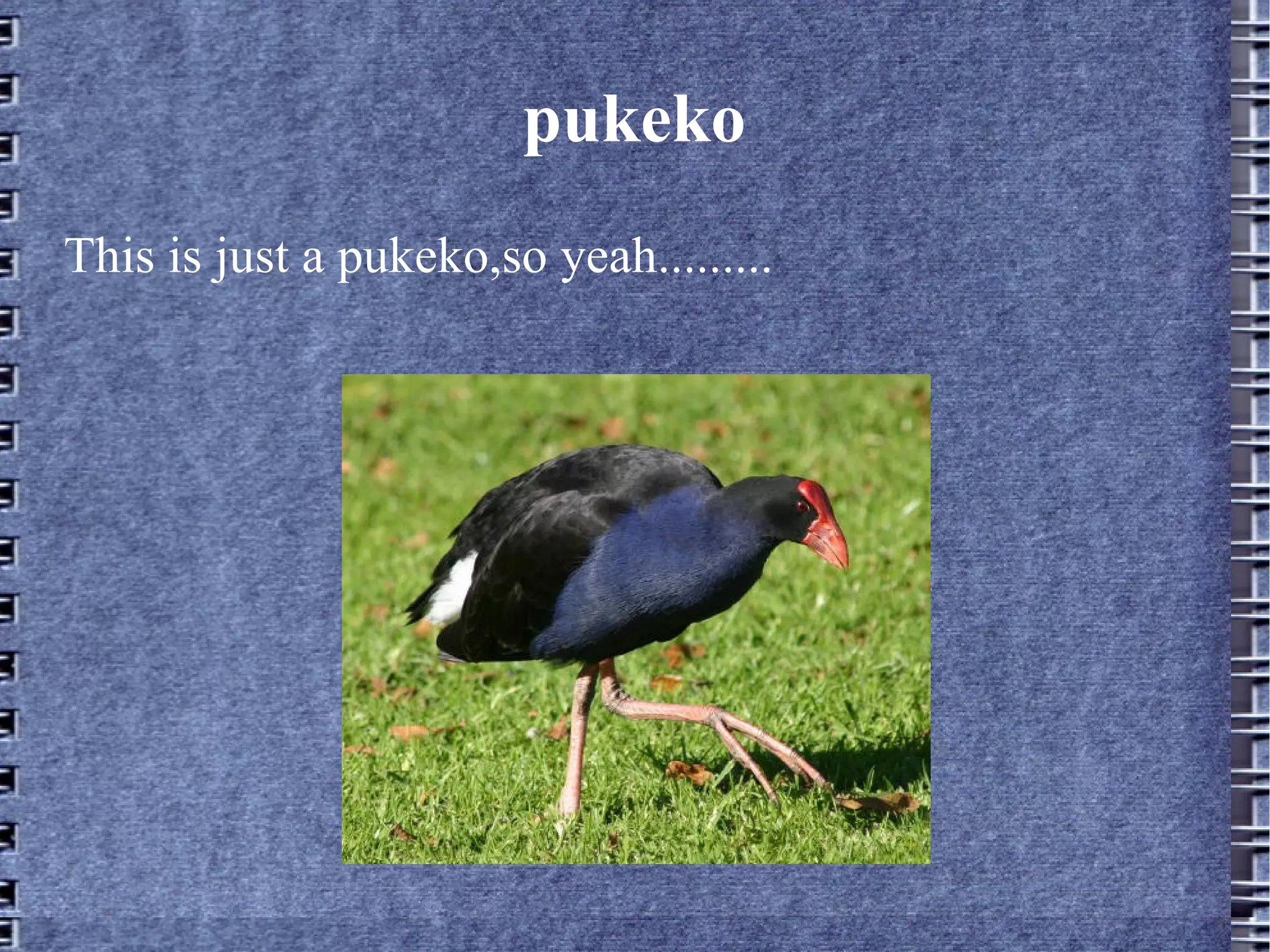 Pukeko, By Bahar | PPT | Birds | Pets