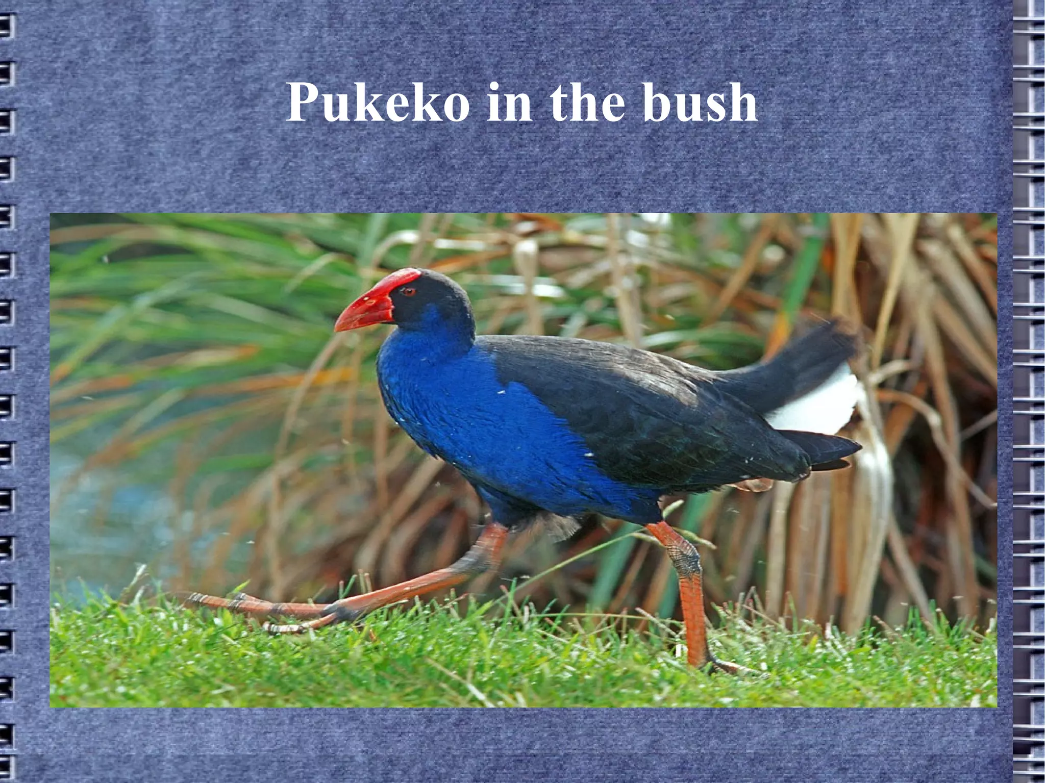Pukeko, By Bahar | PPT | Birds | Pets