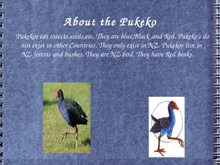 Pukeko, By Bahar | PPT | Birds | Pets