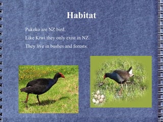 Pukeko, By Bahar | PPT | Birds | Pets