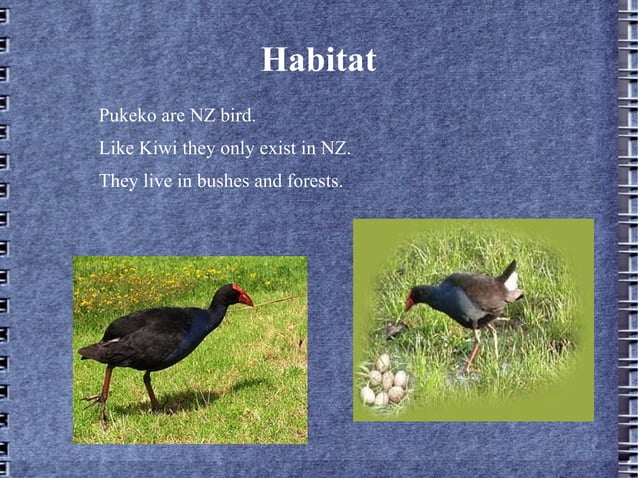 Pukeko, By Bahar | PPT | Birds | Pets