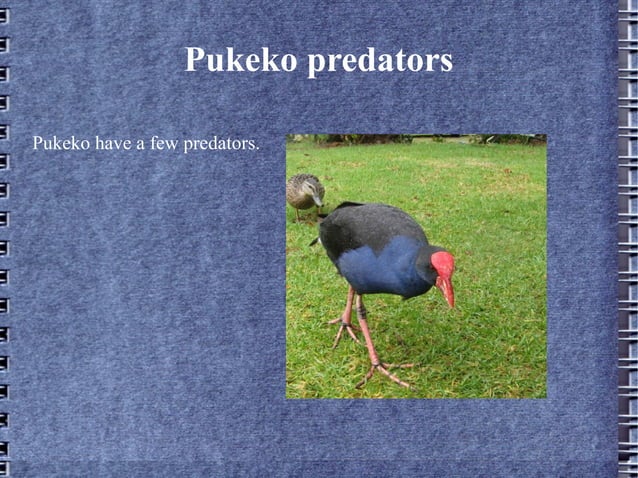 Pukeko, By Bahar | PPT | Birds | Pets