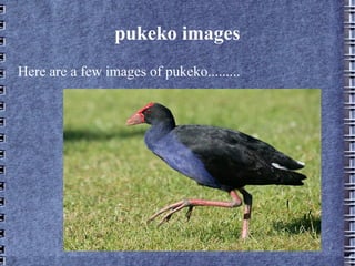 Pukeko, By Bahar | PPT | Birds | Pets