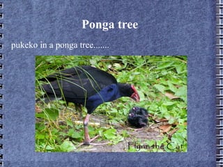 Pukeko, By Bahar | PPT | Birds | Pets