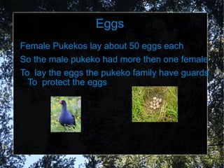 Pukekos, By Akira | PPT
