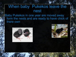 Pukekos, By Akira | PPT