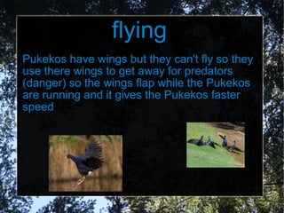 Pukekos, By Akira | PPT
