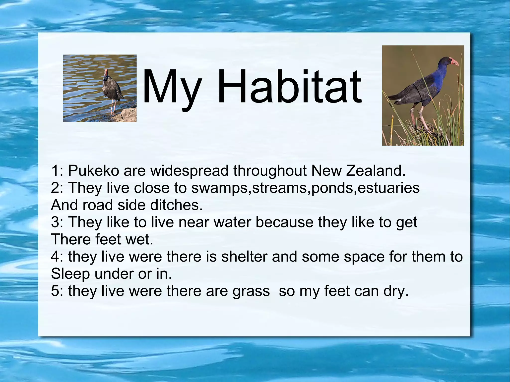 Pukekos life, By Megan | PPT